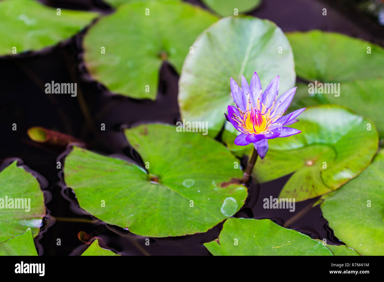 Nymphaea Nouchali, blue lotus water lily, Thailand Stock Photo - Alamy