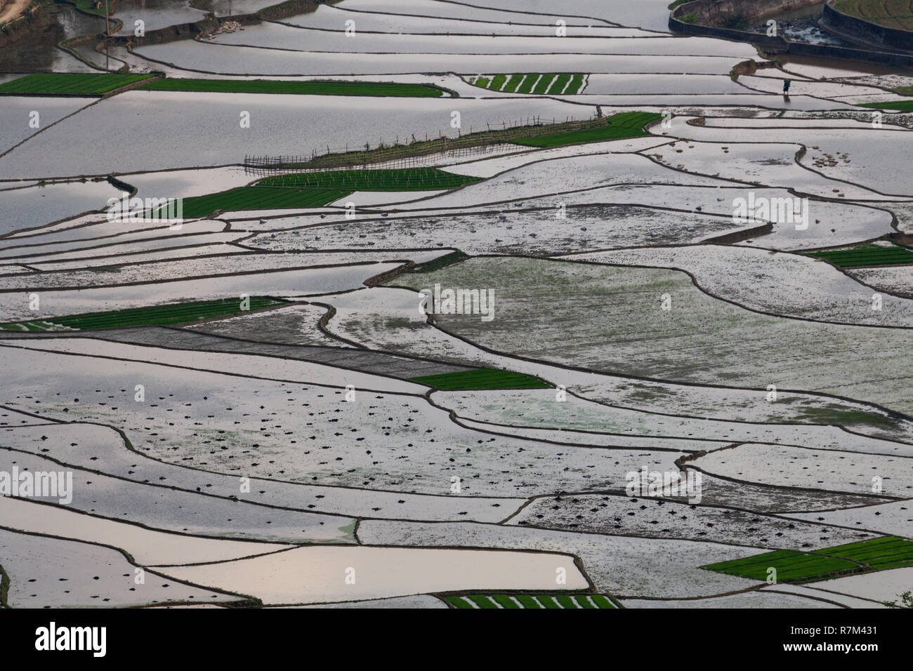 Curved and textured rice fields during the wet season in the mountains ...