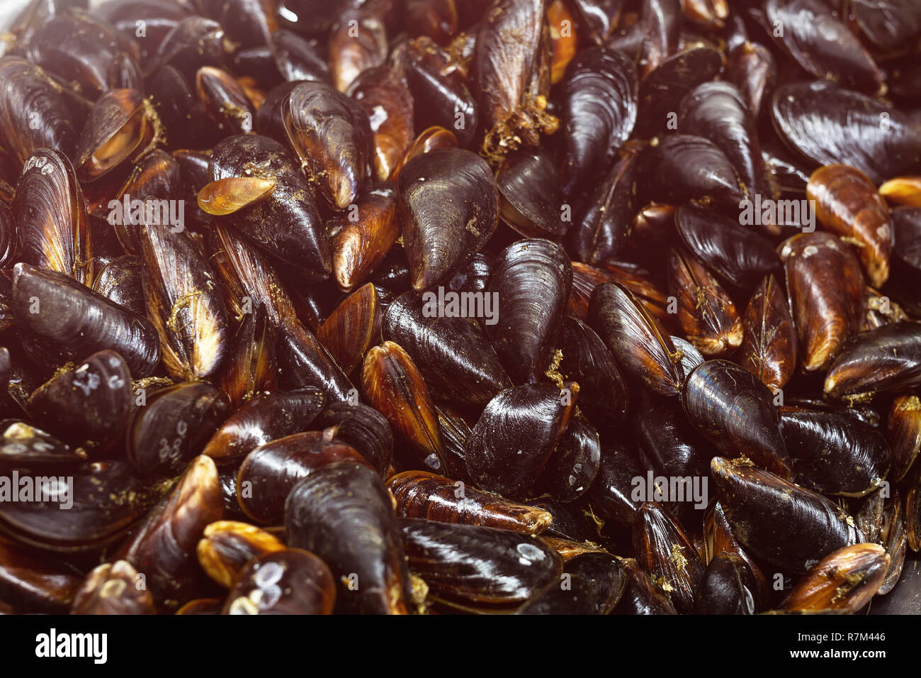 heap of raw fresh mussels on counter at local fish market. Heap of ...