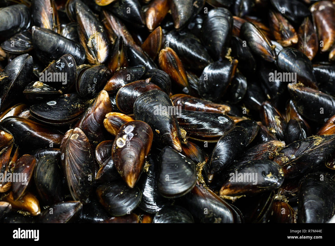 Close-up heap of raw fresh mussels on counter at local fish market ...