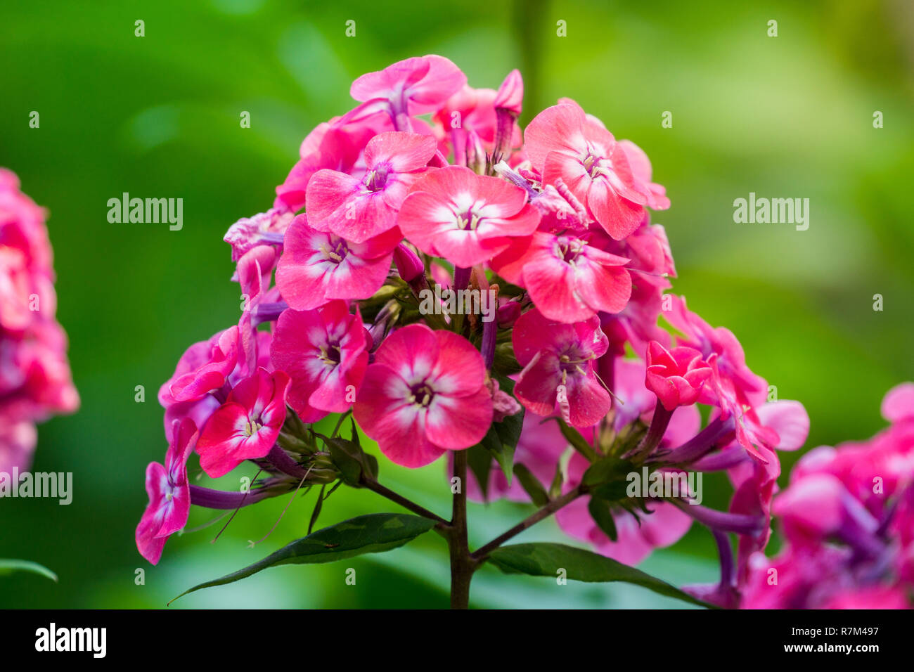 Close-up of beautiful flowering perennial phlox Flowers in Summer Stock ...
