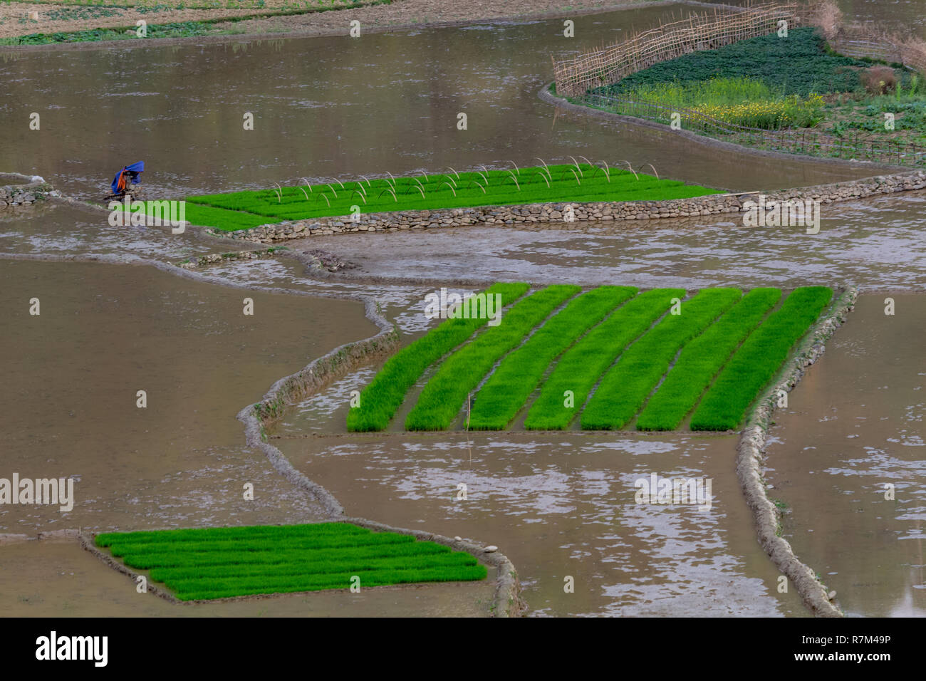 Green and muddy rice fields during the wet season in the Ha Giang ...