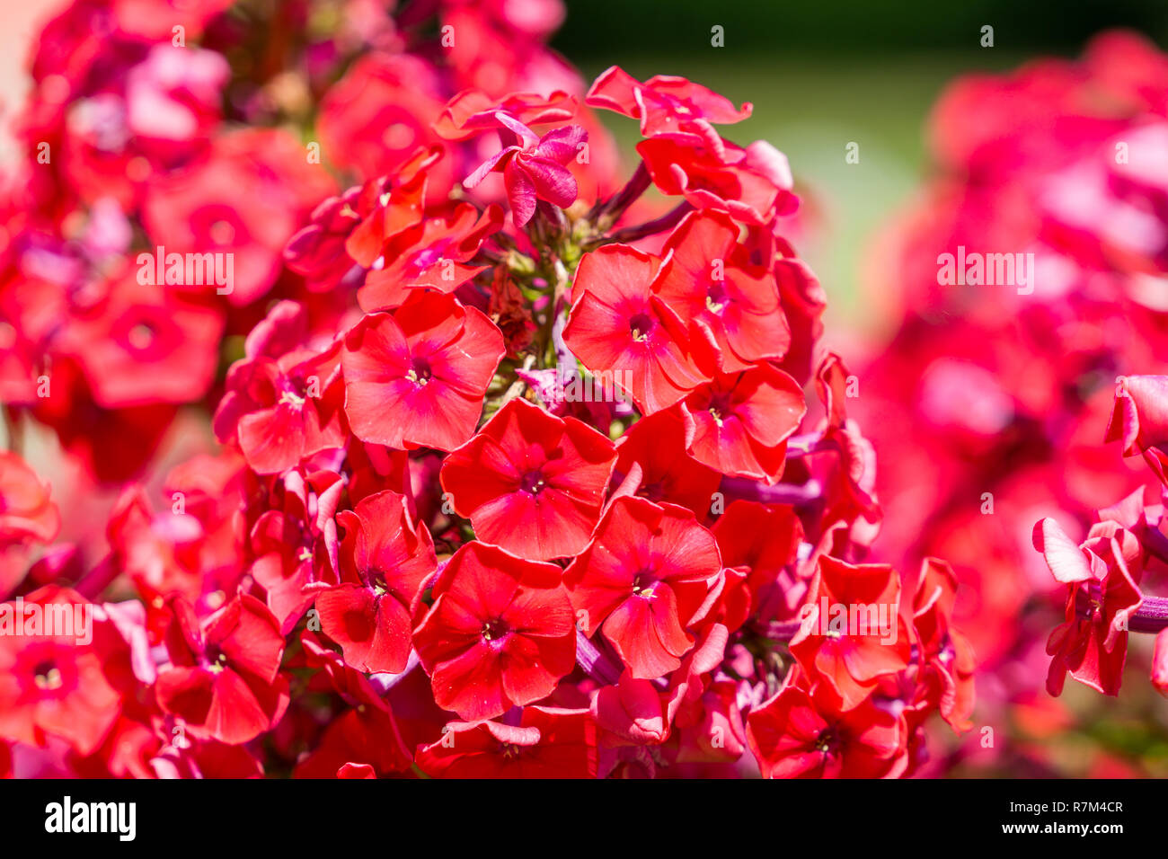 Red phlox hi-res stock photography and images - Alamy