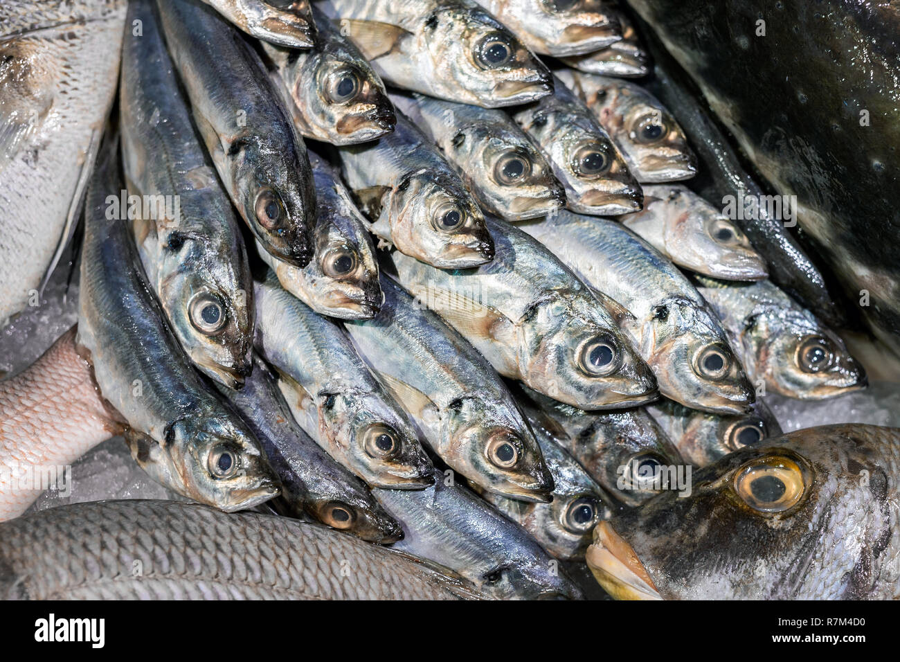 Raw fresh horse Mackerel at display counter at local farmer fish market ...