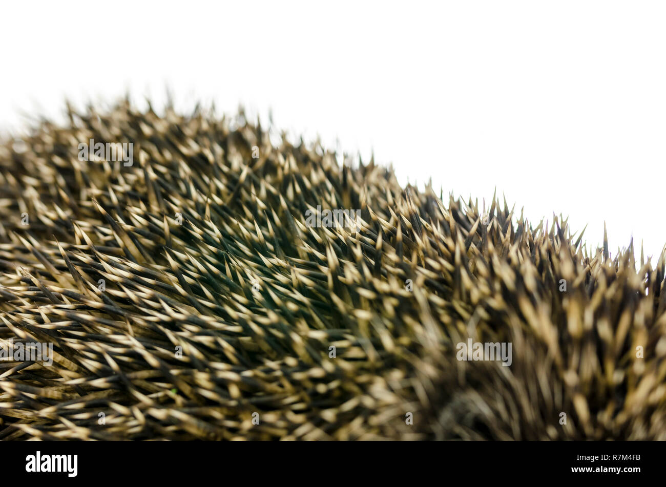 Hedgehog Quills High Resolution Stock Photography and Images - Alamy