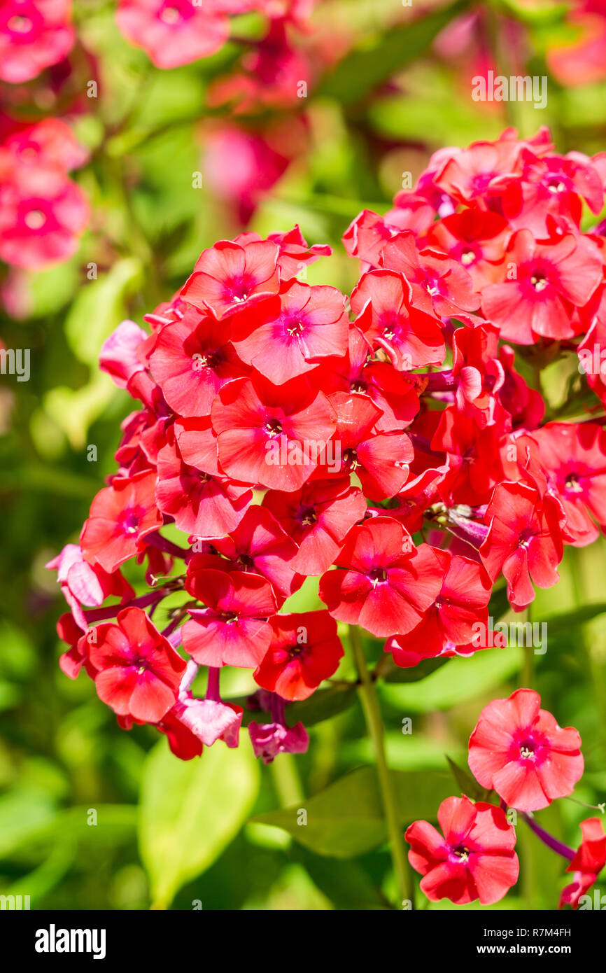 Red phlox hi-res stock photography and images - Alamy