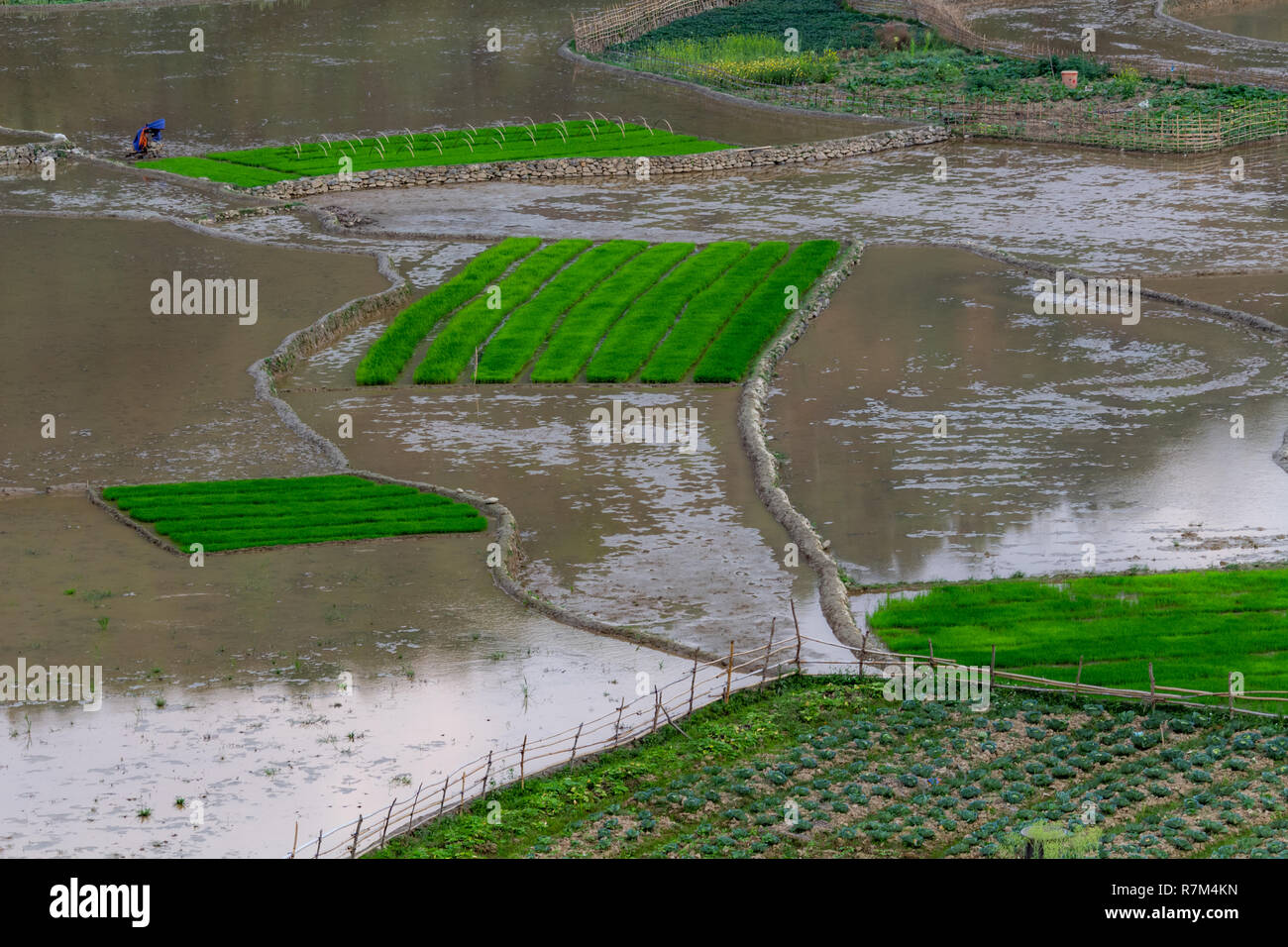 Green and muddy rice fields during the wet season in the Ha Giang ...