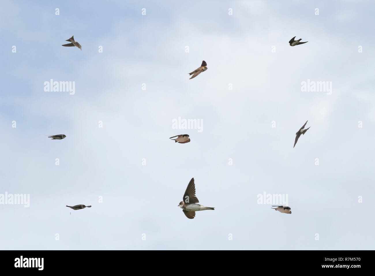 Swallows in flight hi-res stock photography and images - Alamy