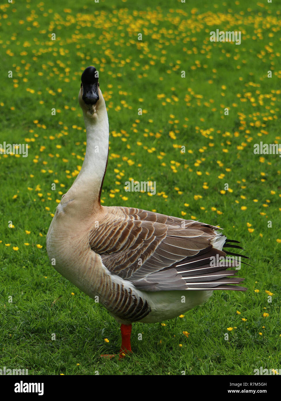 Chinese geese hi-res stock photography and images - Alamy