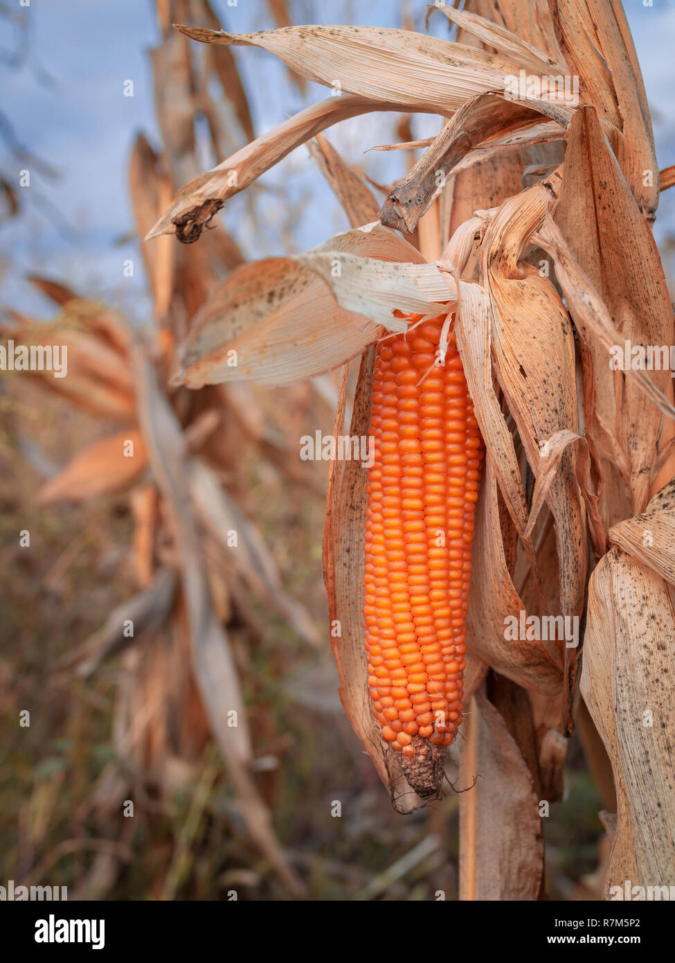 Mature maize ear on a stalk Stock Photo - Alamy
