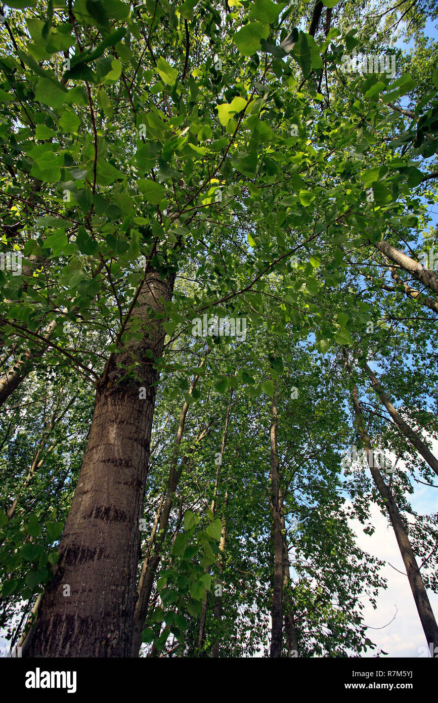 Beautiful green trees spring background with interesting light Stock ...