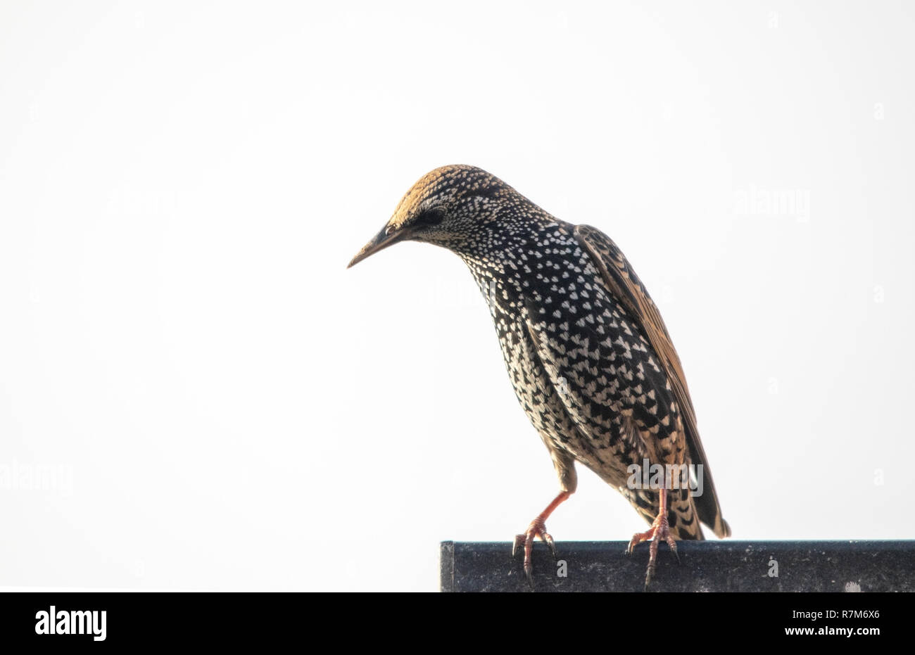 Starling spots hi-res stock photography and images - Alamy