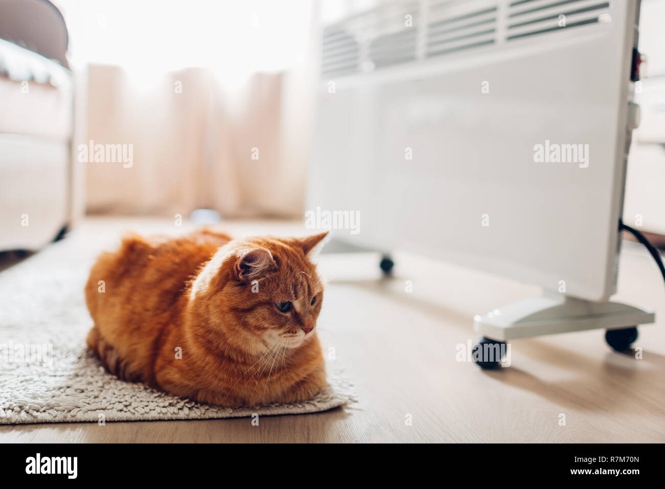 Using heater at home. Heating season. Cat warming lying by device in ...