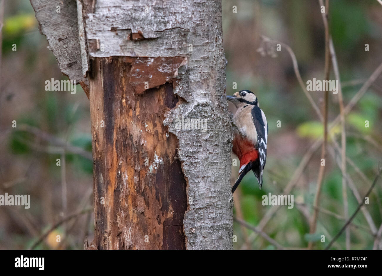 Woodpecker pecking tree hi-res stock photography and images - Alamy