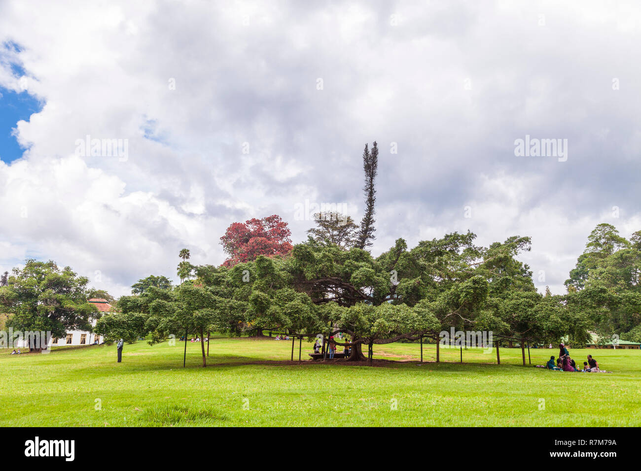 Peradeniya botanical garden hi-res stock photography and images - Alamy