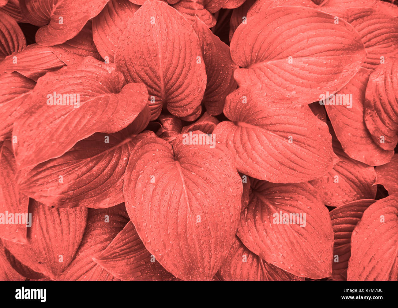 Living coral color tropical leaves with rain drops. Textured floral ...
