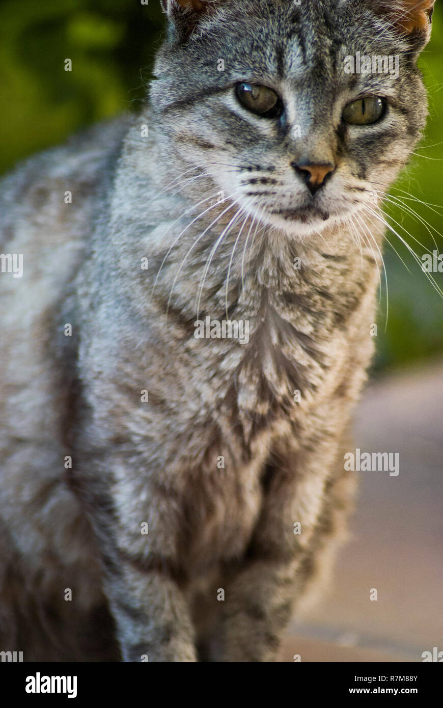 Animals in the garden. Cat and dog are enyoing the nature and heat ...