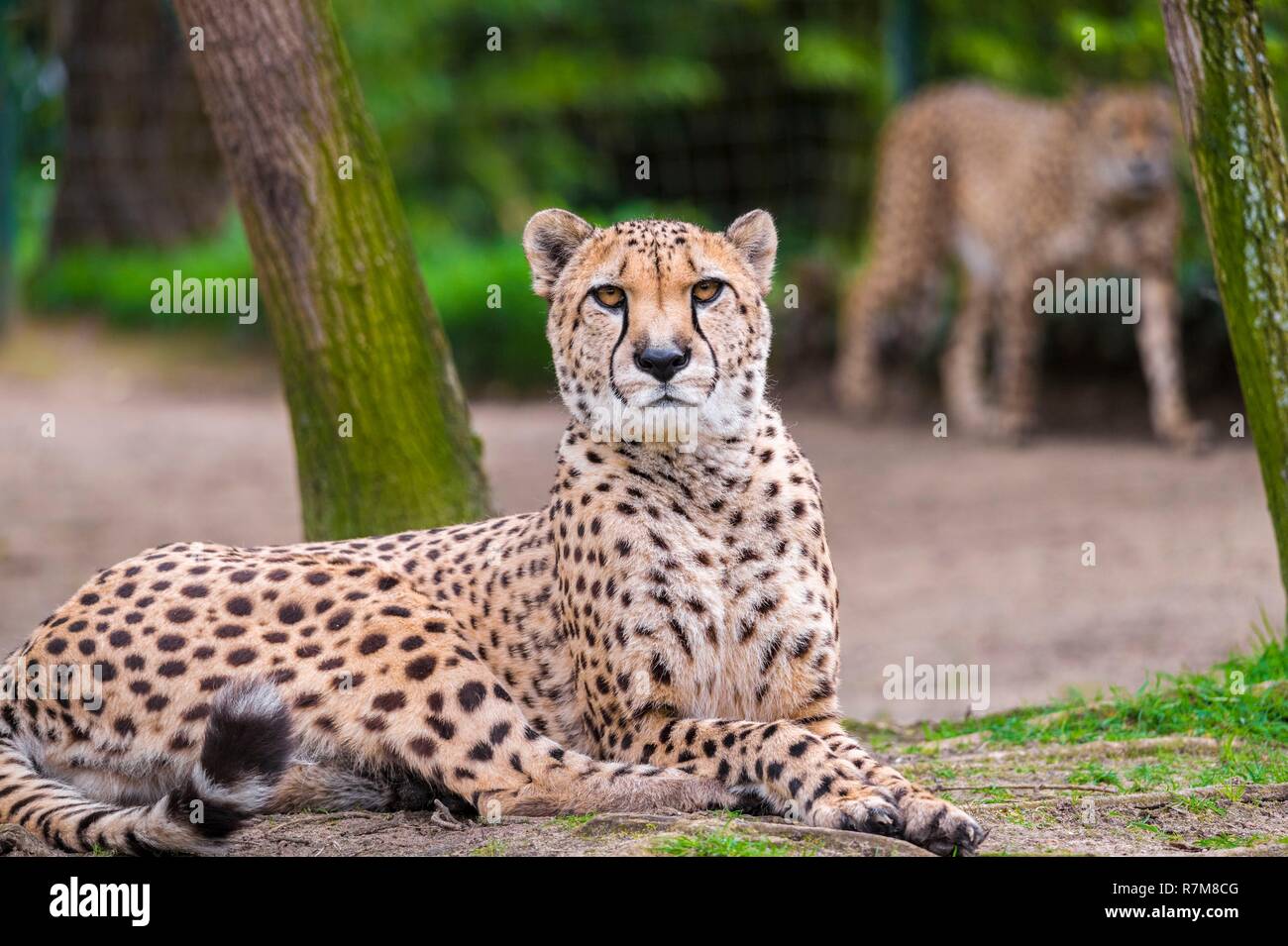 Vulnerable iucn vu hi-res stock photography and images - Alamy