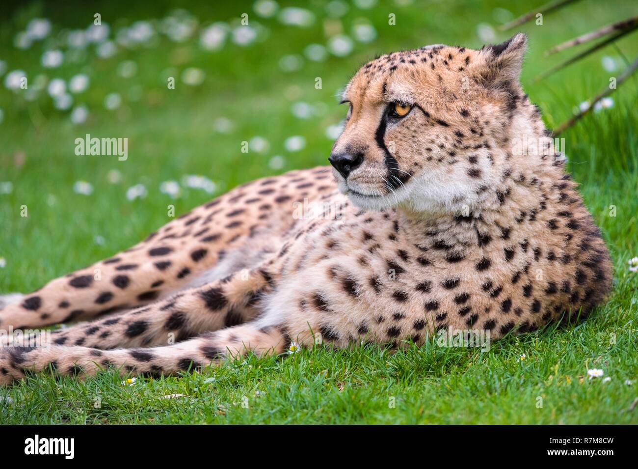 Cites appendix hi-res stock photography and images - Alamy