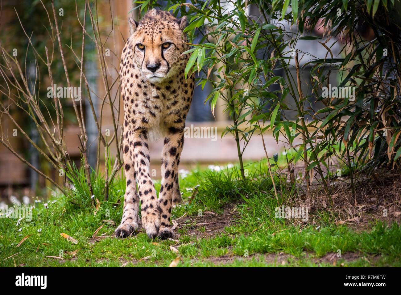 Vulnerable iucn status hi-res stock photography and images - Alamy