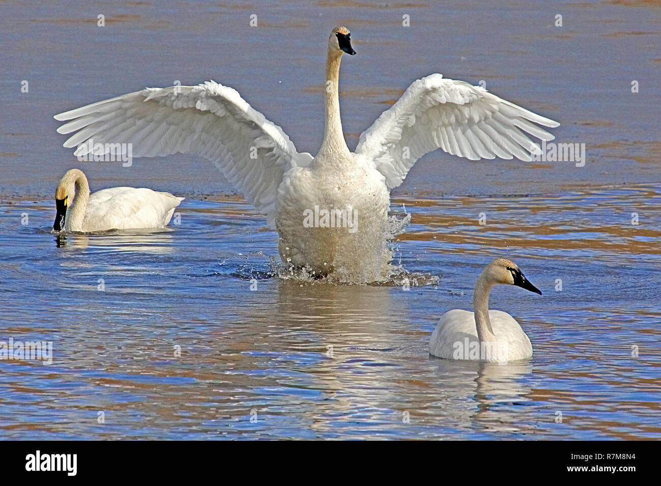 Trumpeter Swan, Cygnus buccinator Stock Photo - Alamy
