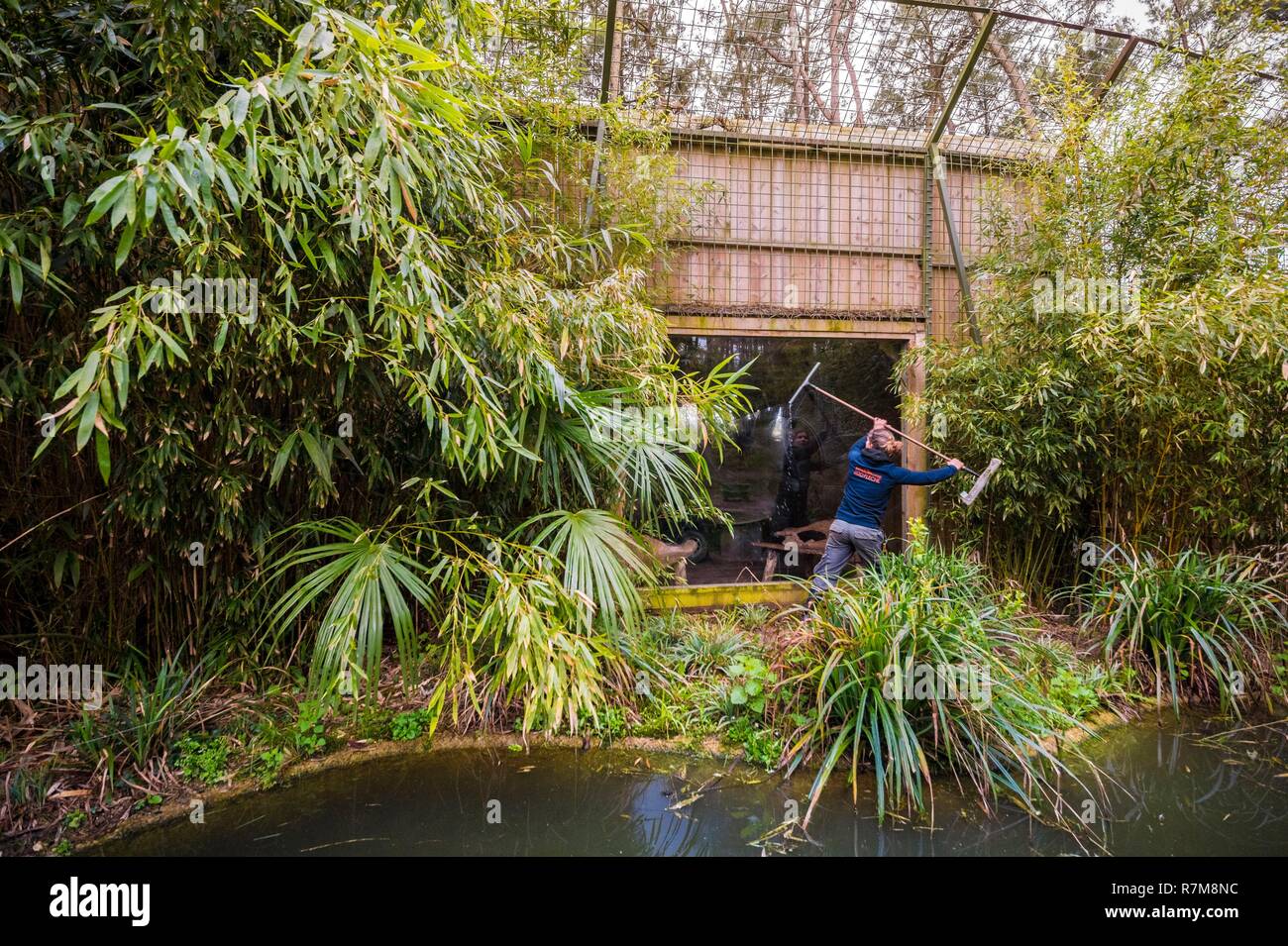 Zoo keeper cleaning hi-res stock photography and images - Alamy