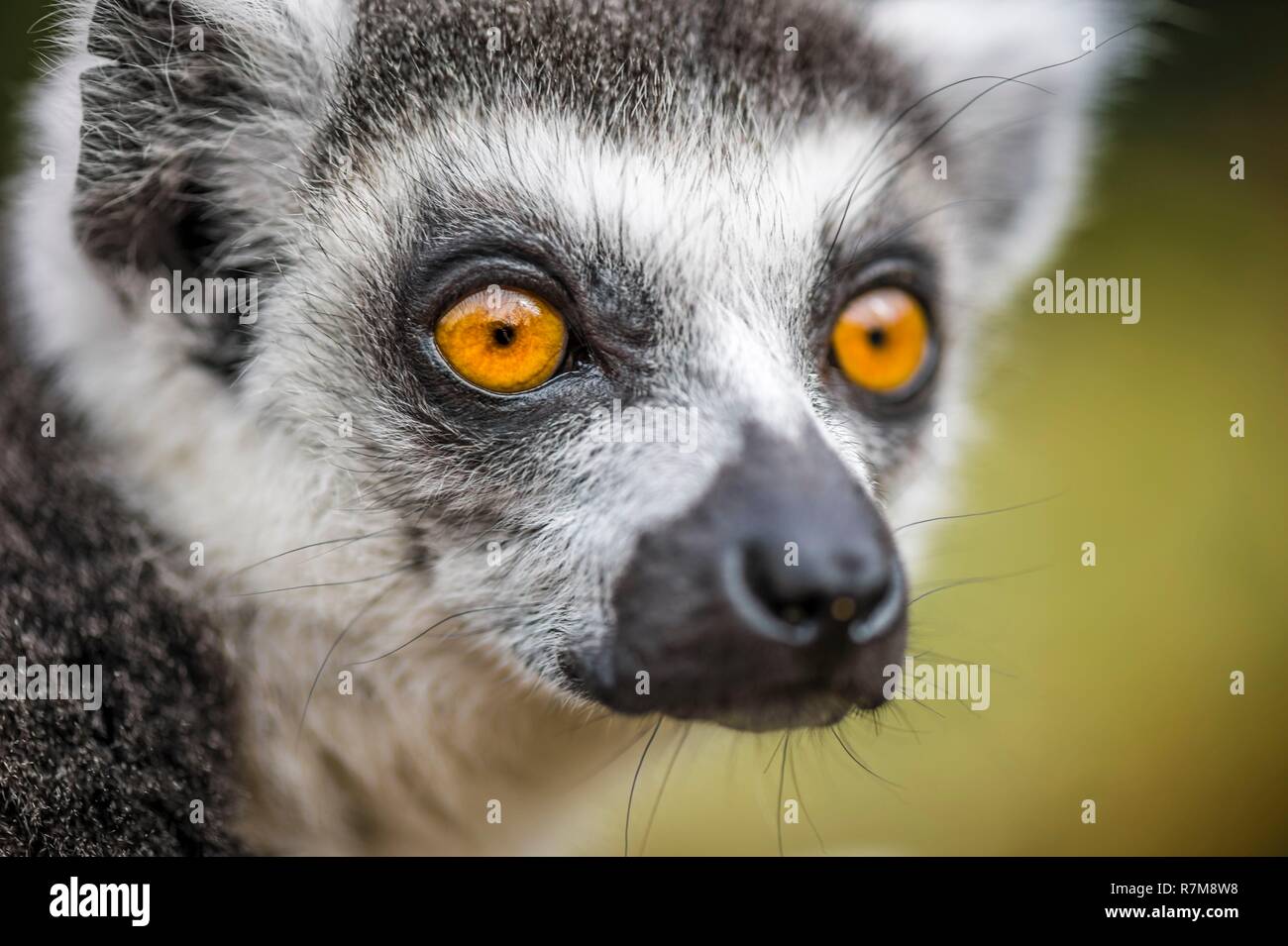 Maki Mococo Stock Photos & Maki Mococo Stock Images - Alamy