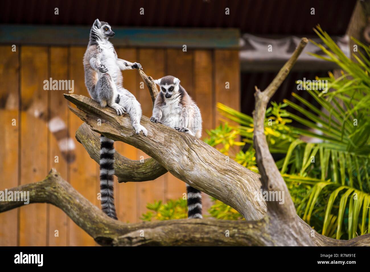 Maki mococo hi-res stock photography and images - Alamy