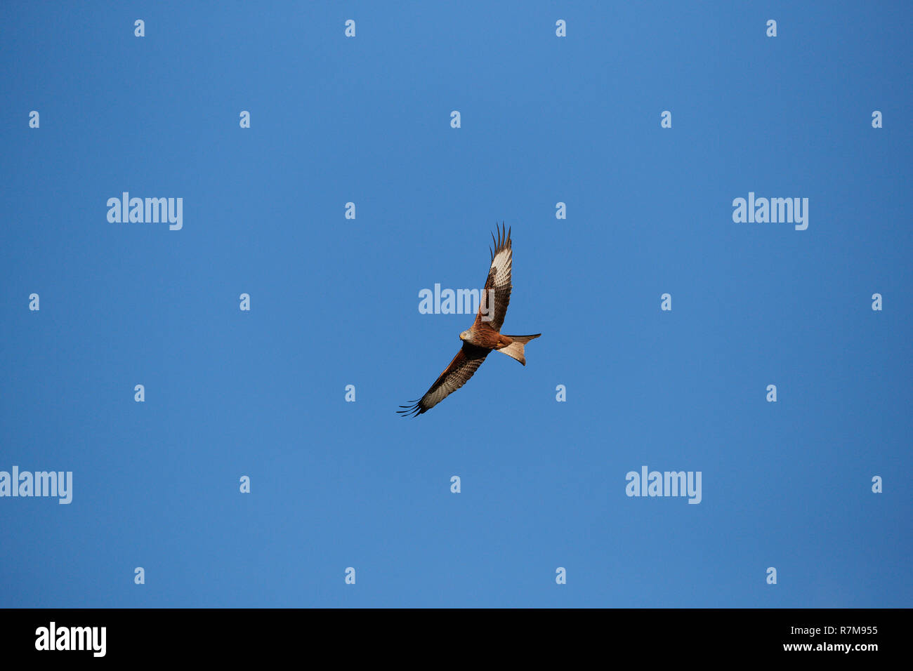 Underside of a red kite hi-res stock photography and images - Alamy