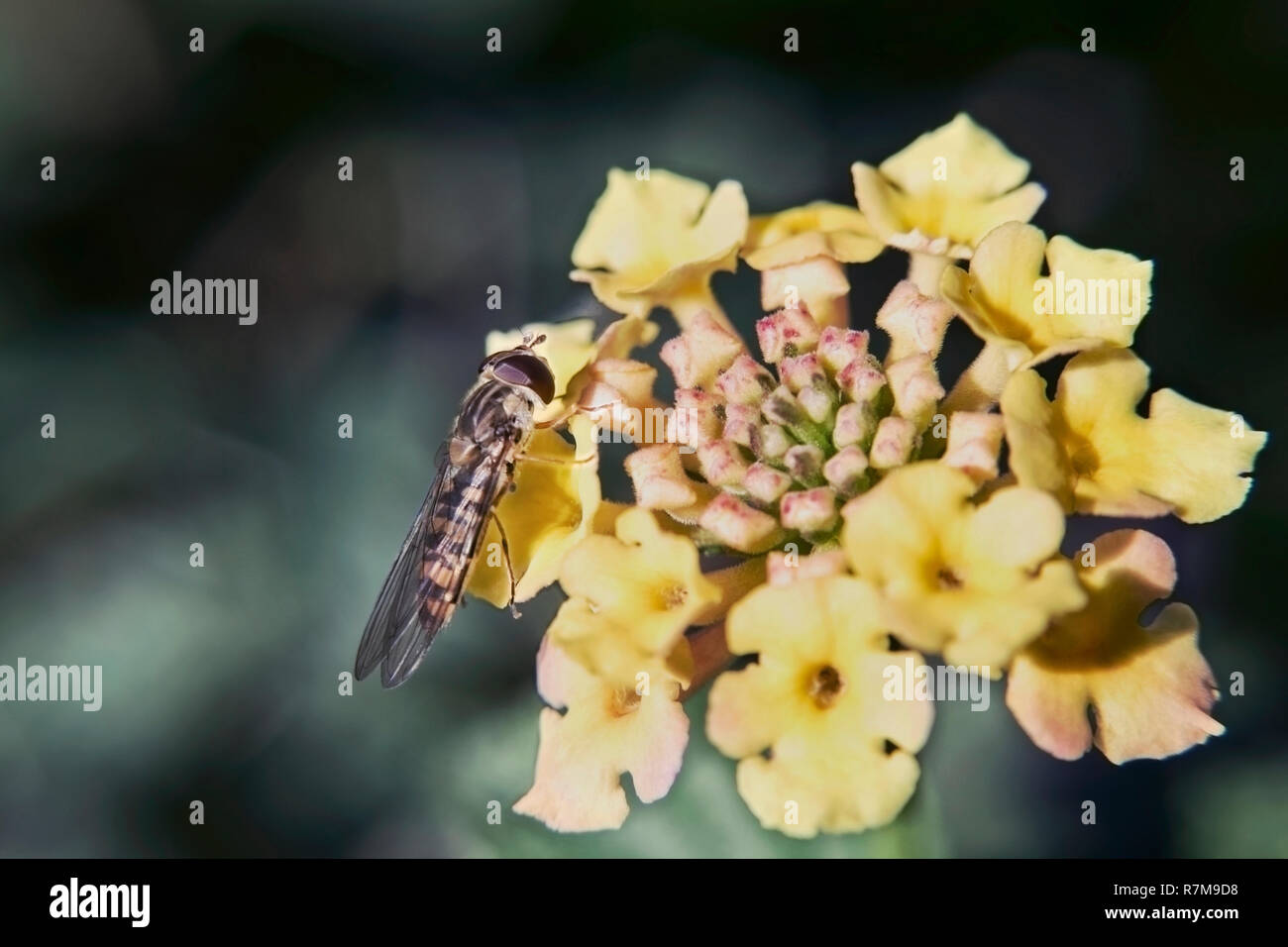 Gad fly hi-res stock photography and images - Alamy