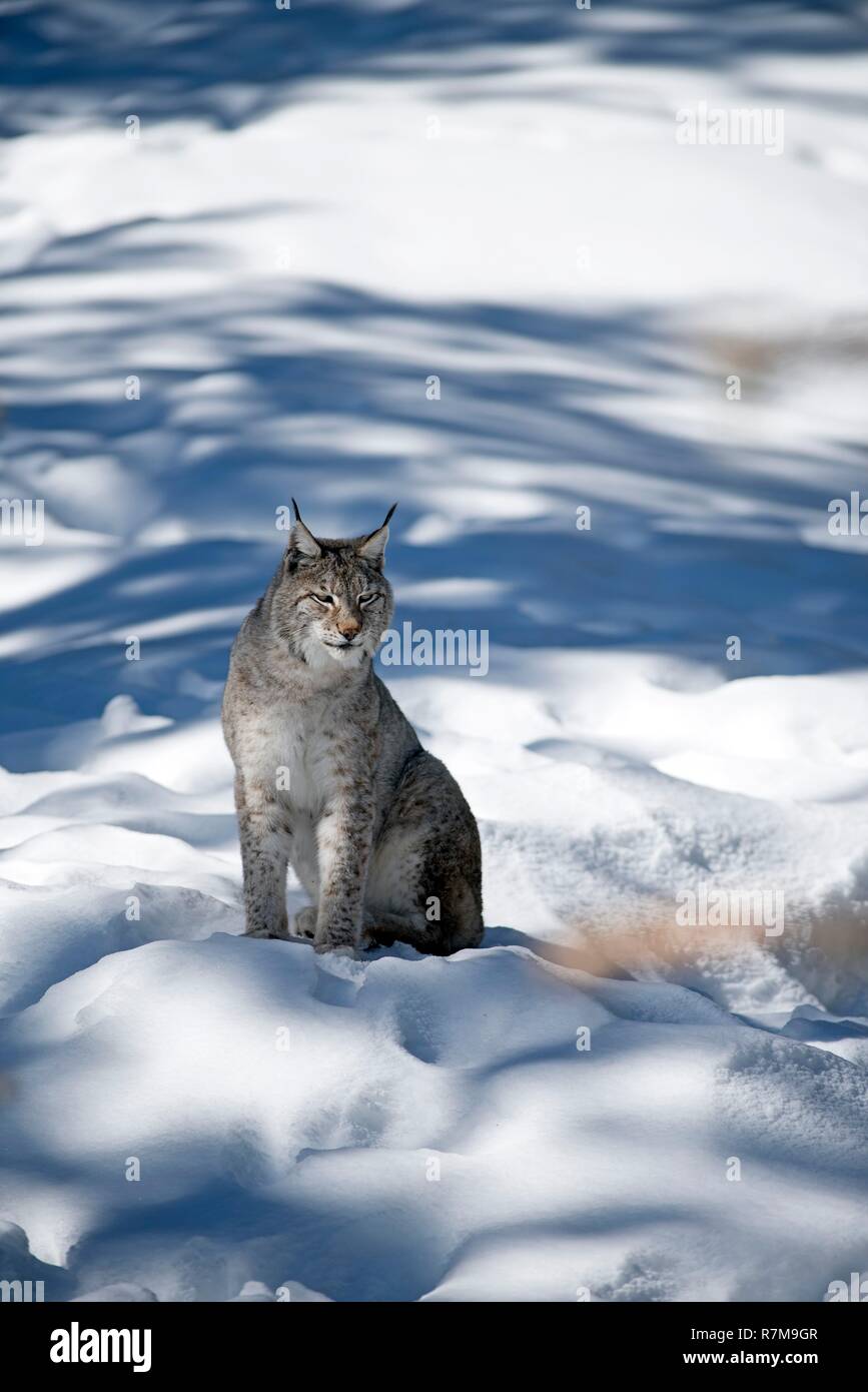 Lynx in the snow hi-res stock photography and images - Alamy