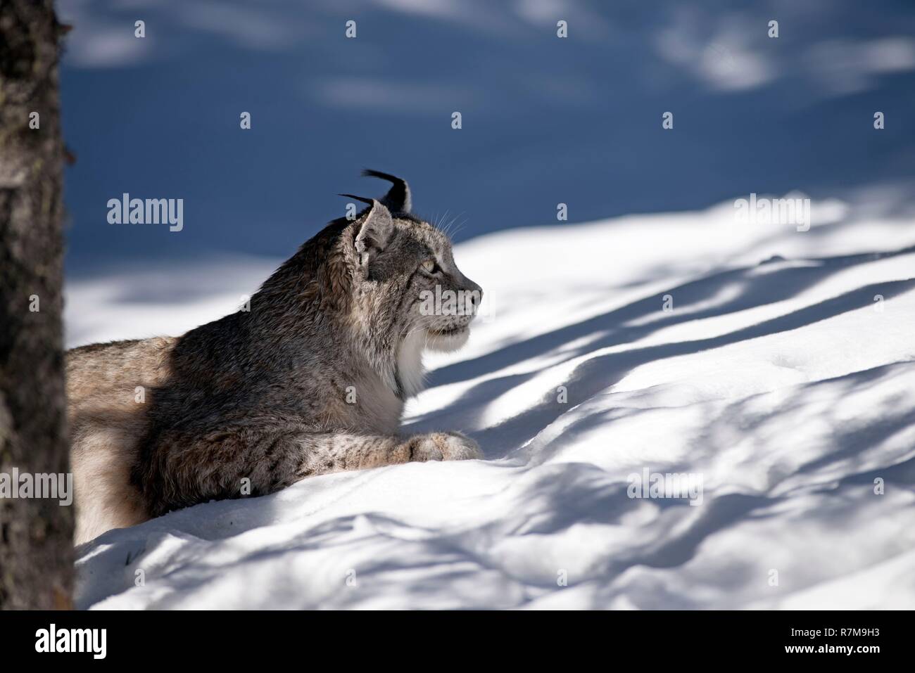 Eurasian lynx in the snow (Lynx lynx) on the lookout Stock Photo - Alamy