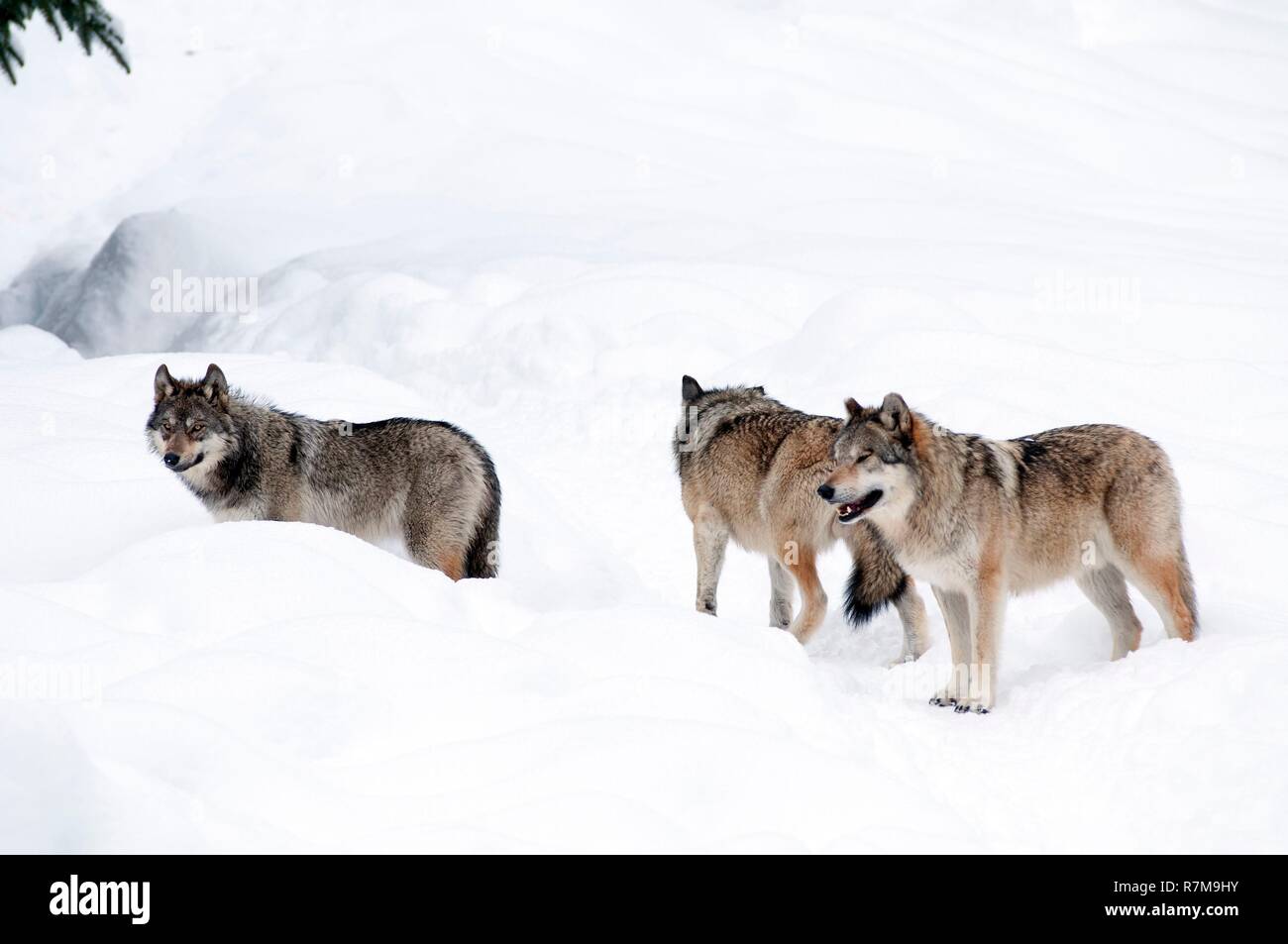 Wolf pack snow hi-res stock photography and images - Alamy