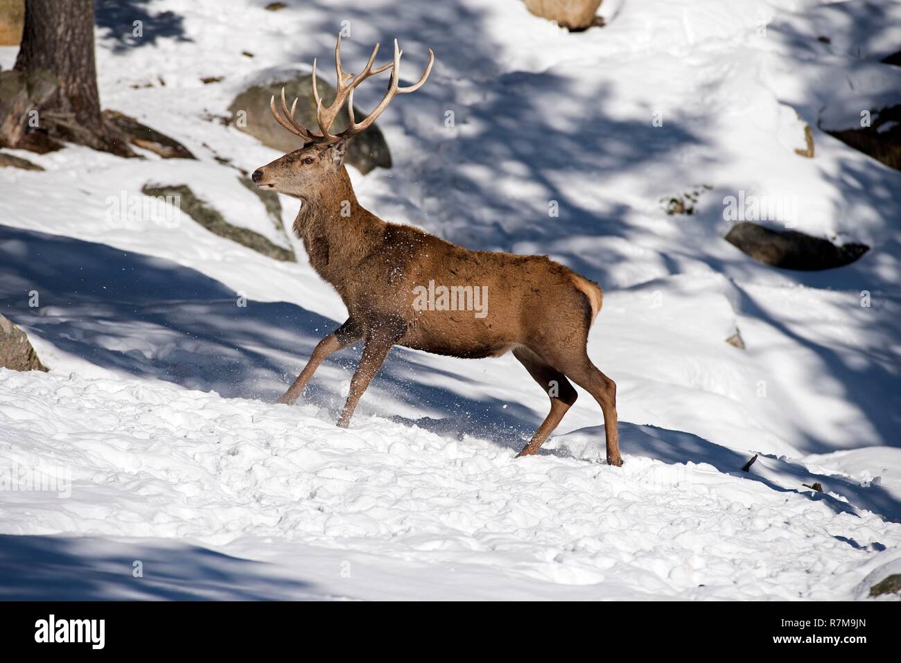 Red deer in the snow (Cervus elaphus), France Stock Photo - Alamy