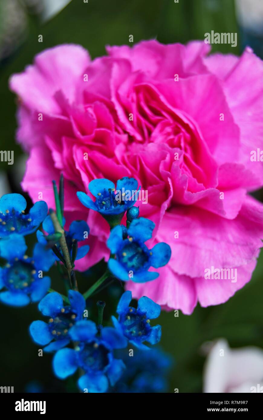 Close up of a rose in the garden Stock Photo - Alamy