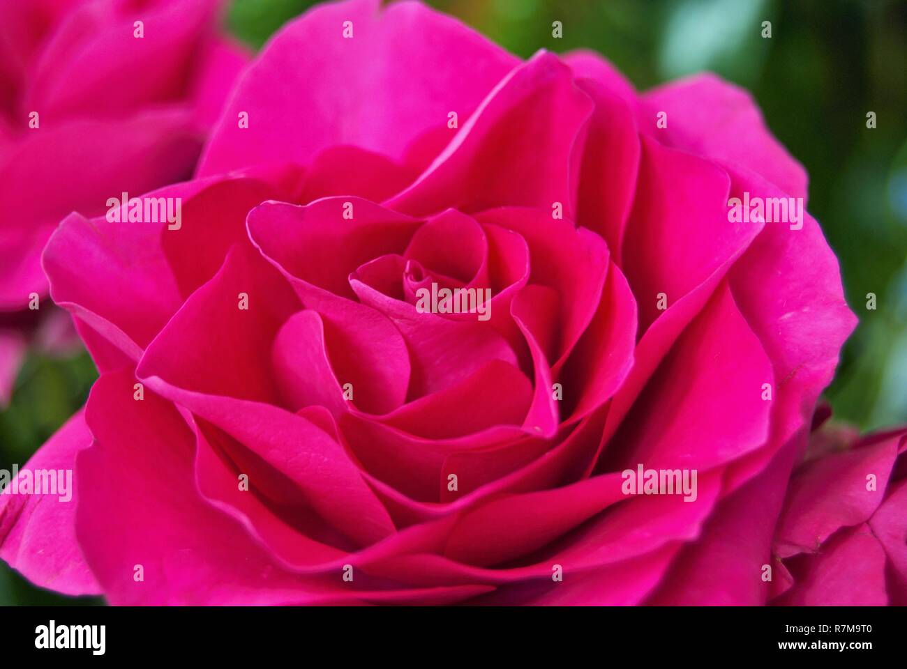 Rose branch as a symbol of love hi-res stock photography and images - Alamy