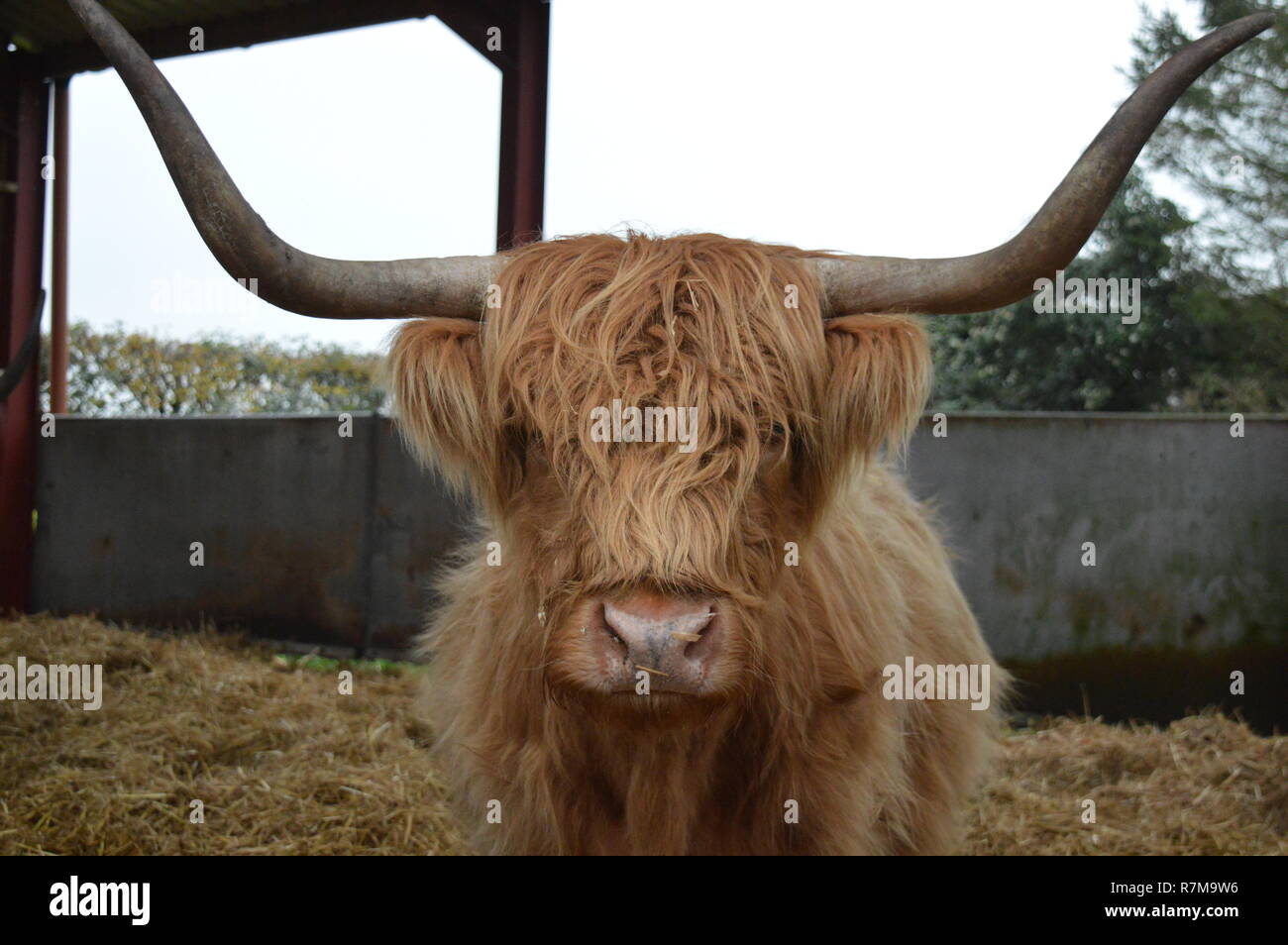 British meat cow hi-res stock photography and images - Alamy