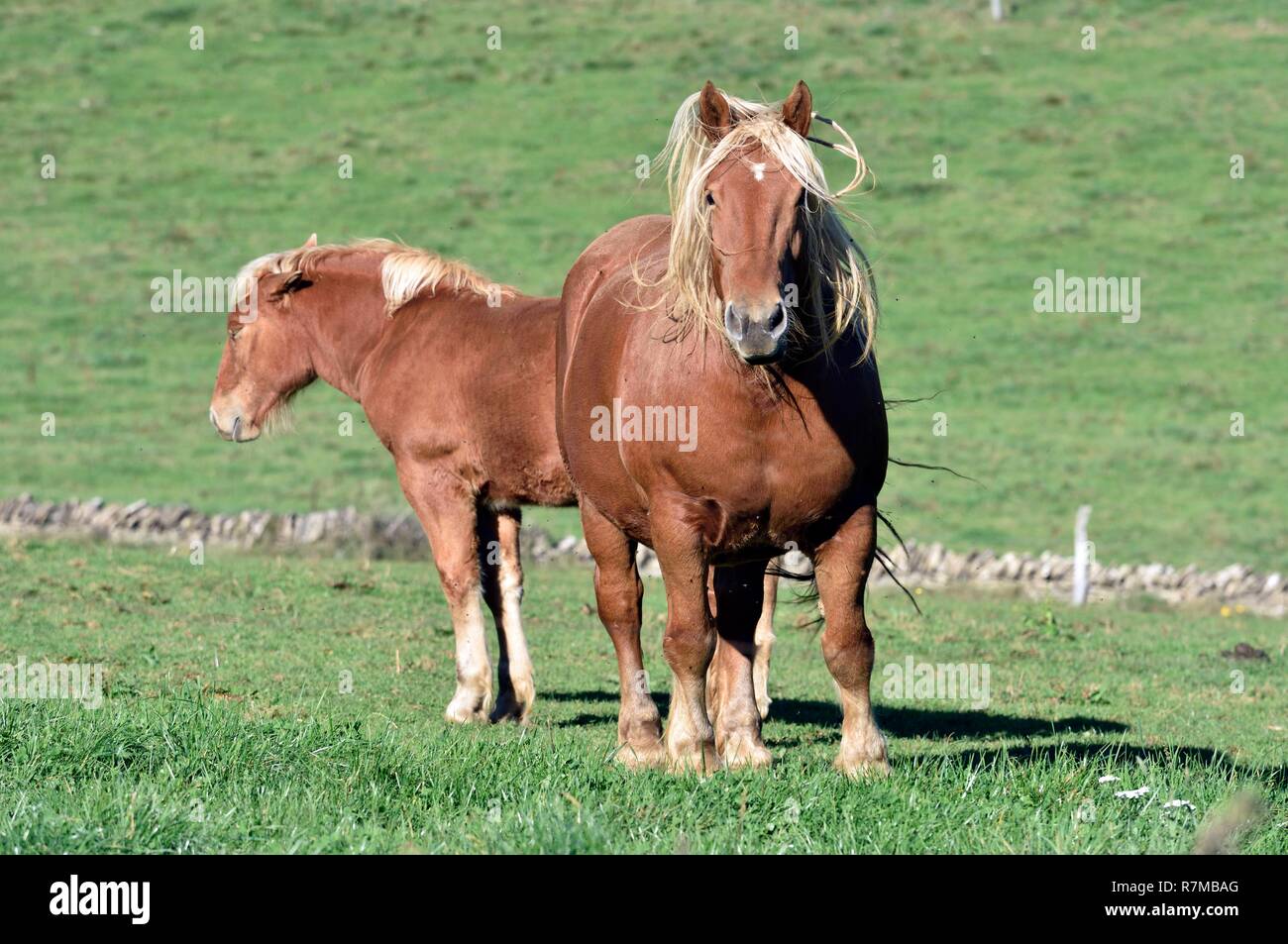 Comtois horse hi-res stock photography and images - Alamy