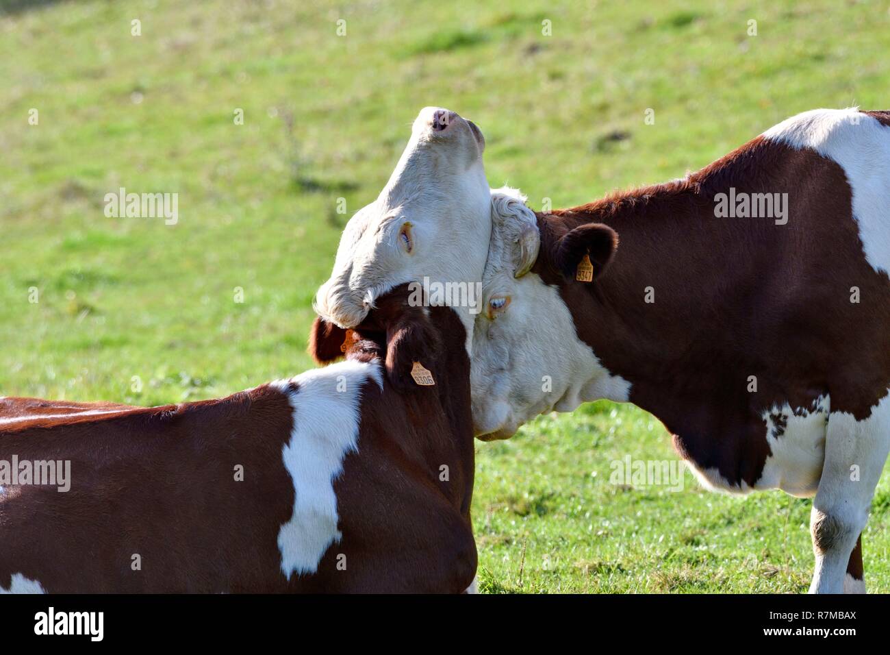 Montbeliarde hi-res stock photography and images - Alamy