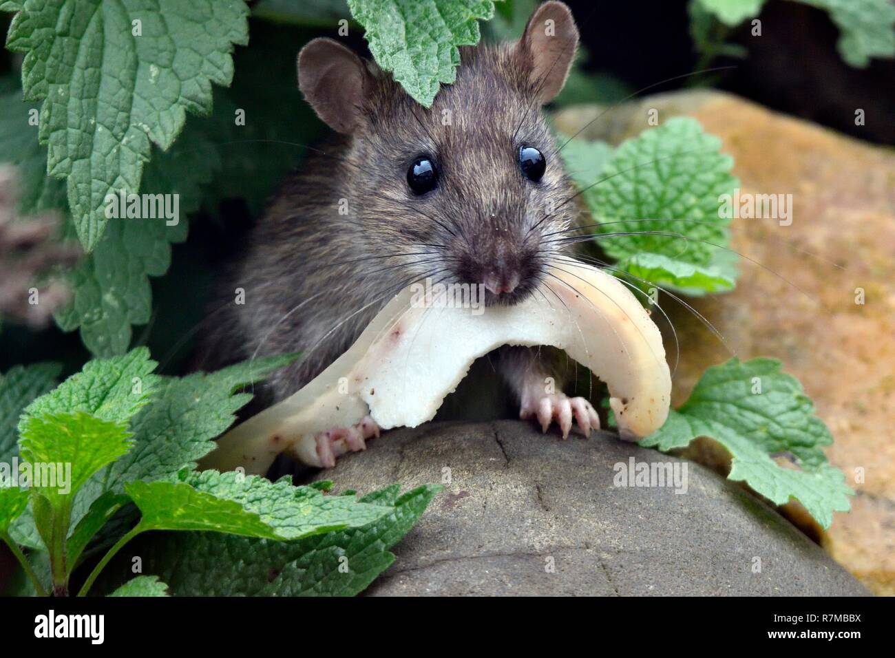 Mouse meat hi-res stock photography and images - Alamy
