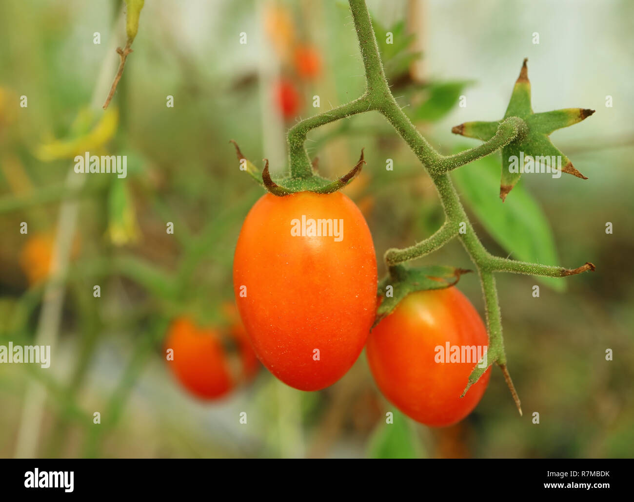 Closed Up Vibrant Color Oval Shape Red Grape Tomatoes Ripening on Its ...