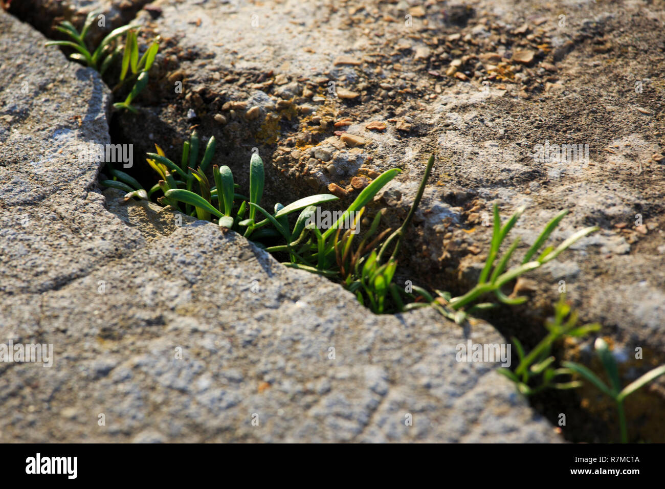 Ephedra distachya hi-res stock photography and images - Alamy