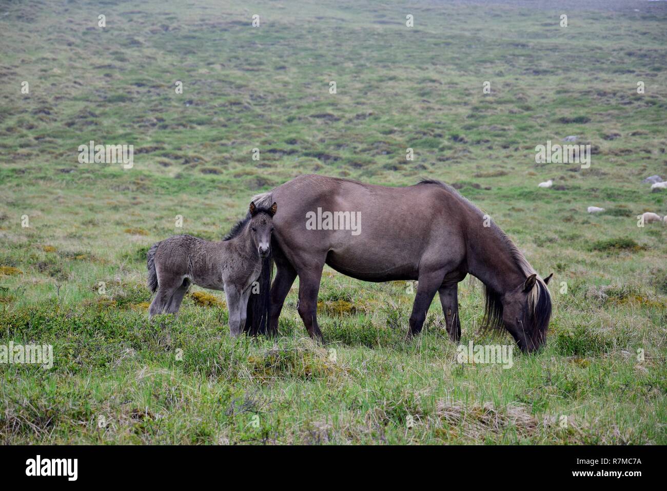Icelandic dun mare with her cute foal at rainy weather. The mare is ...