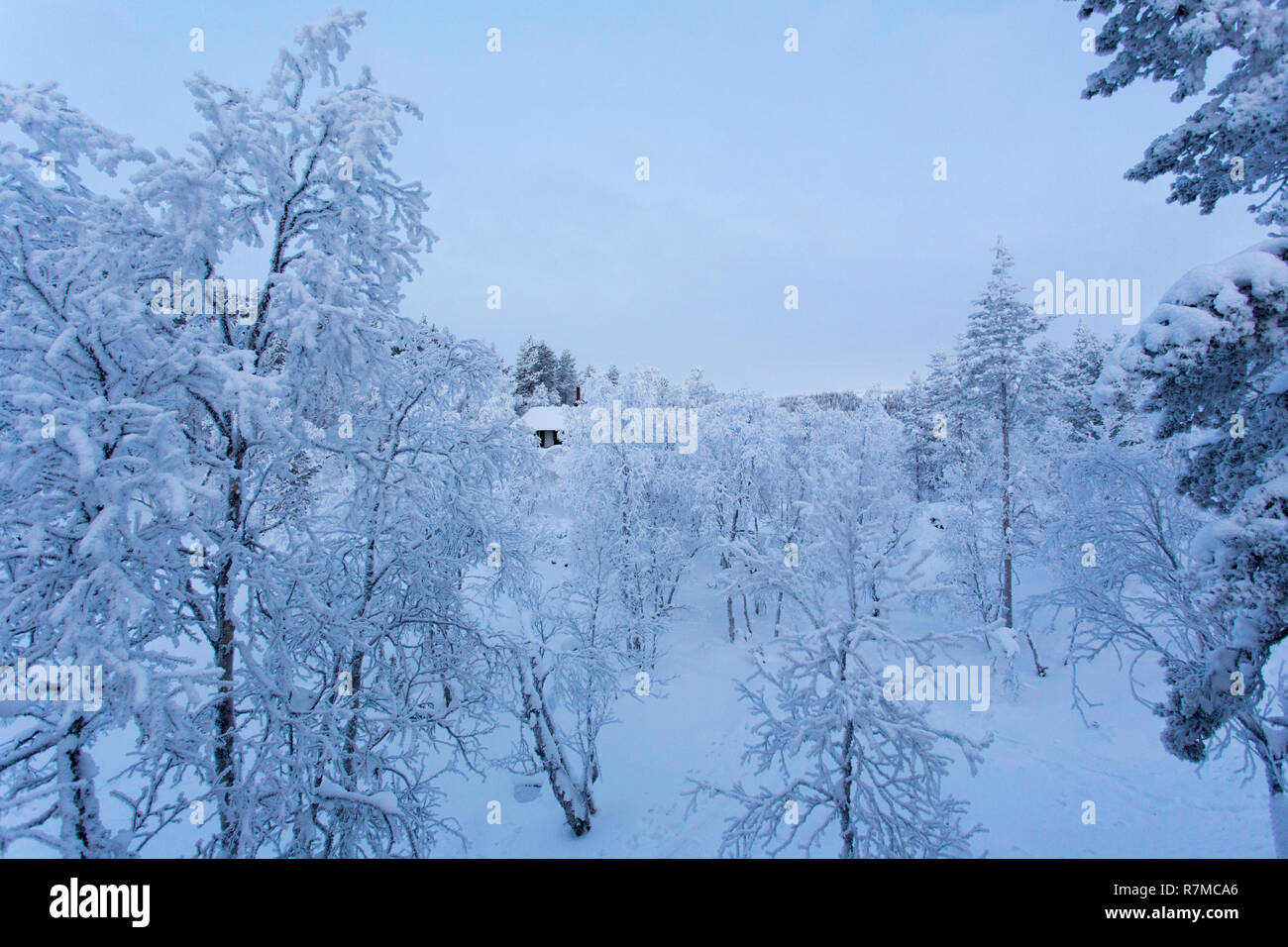 The lapland landscape during winter in Finland Stock Photo - Alamy