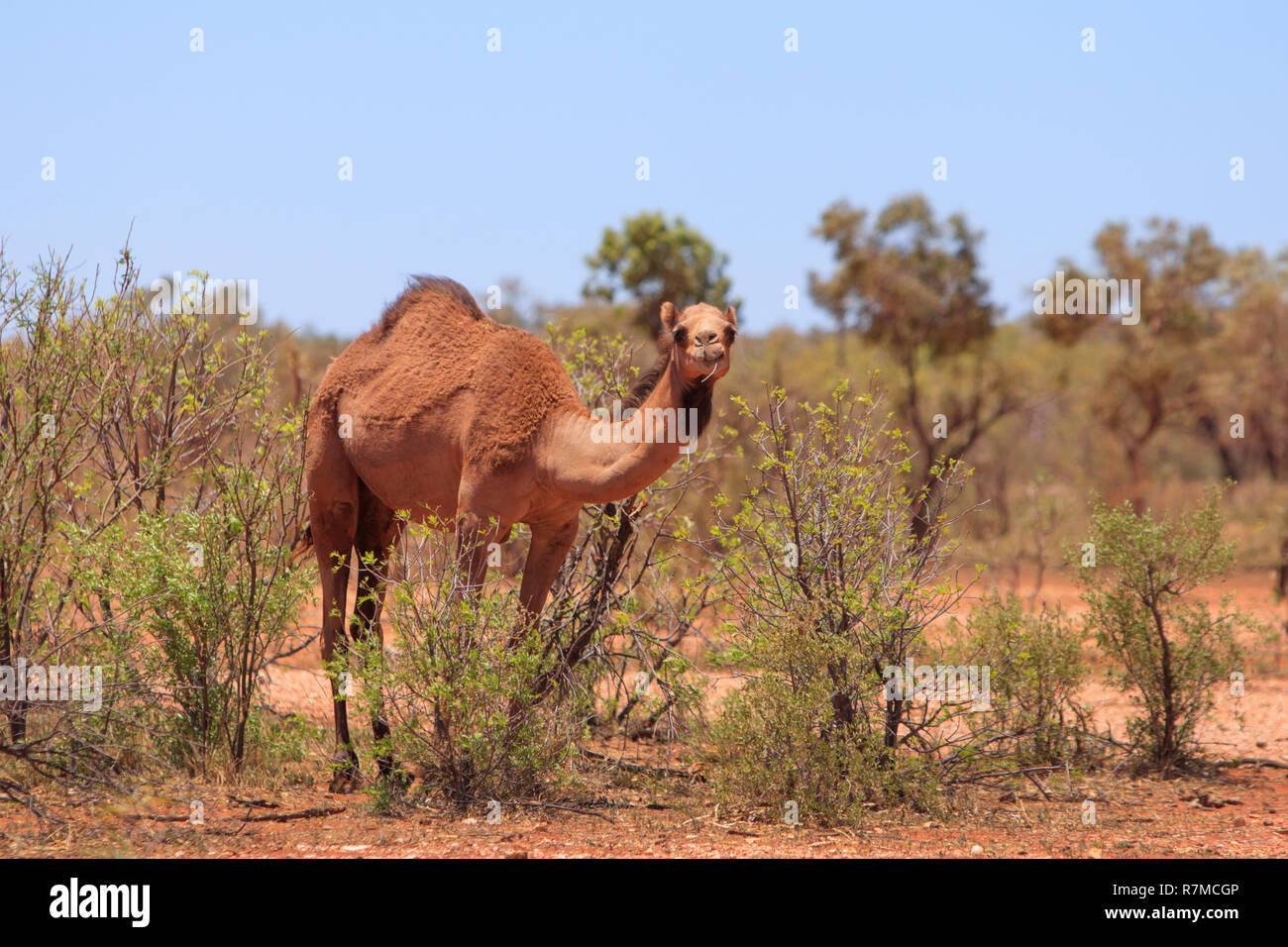 Camel feeding hi-res stock photography and images - Alamy
