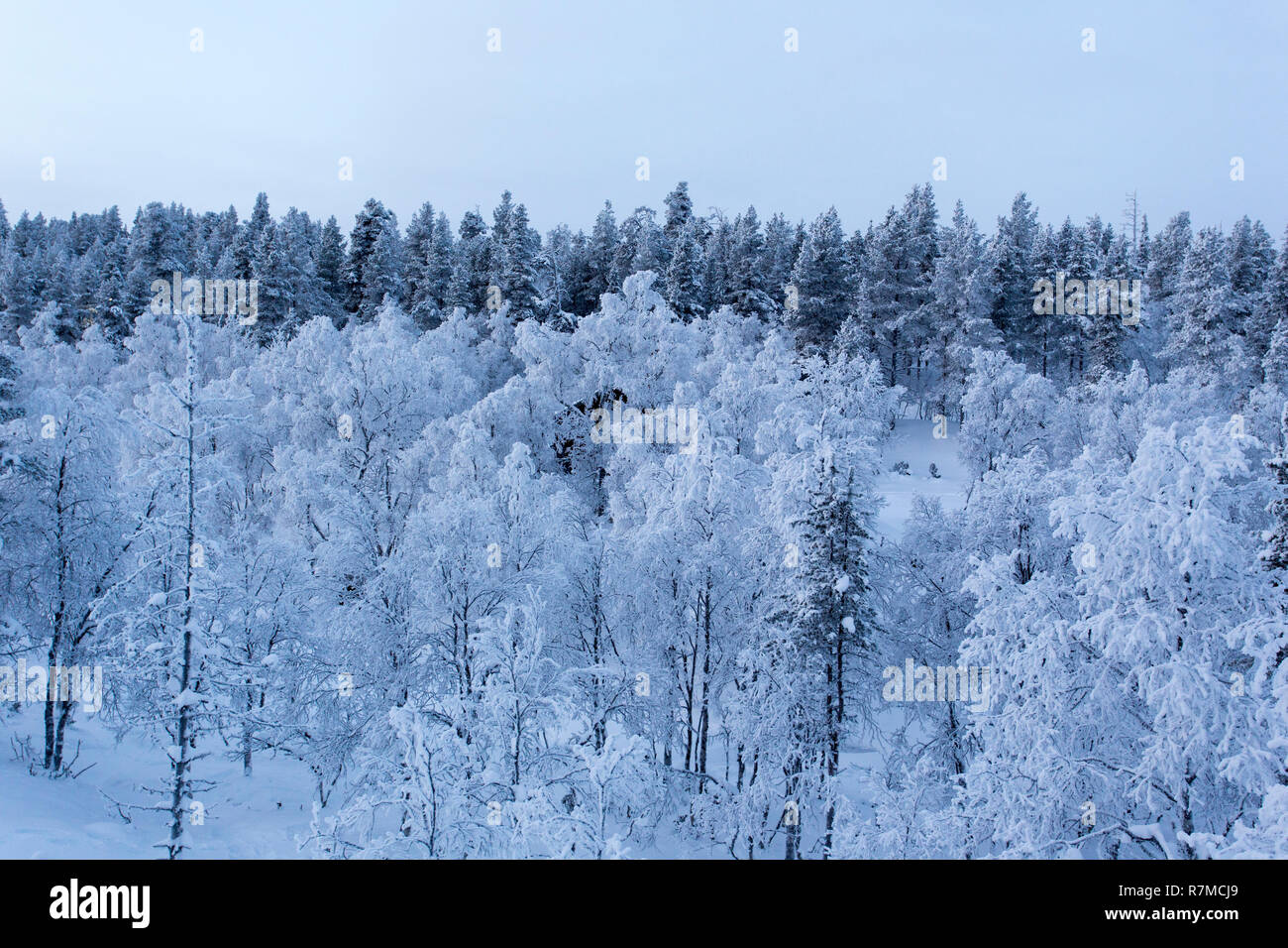 The lapland landscape during winter in Finland Stock Photo - Alamy