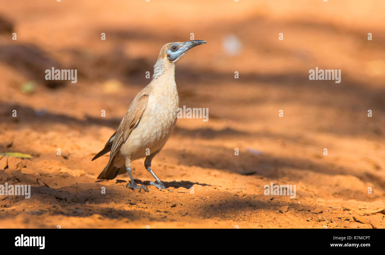 Soil fauna hi-res stock photography and images - Alamy