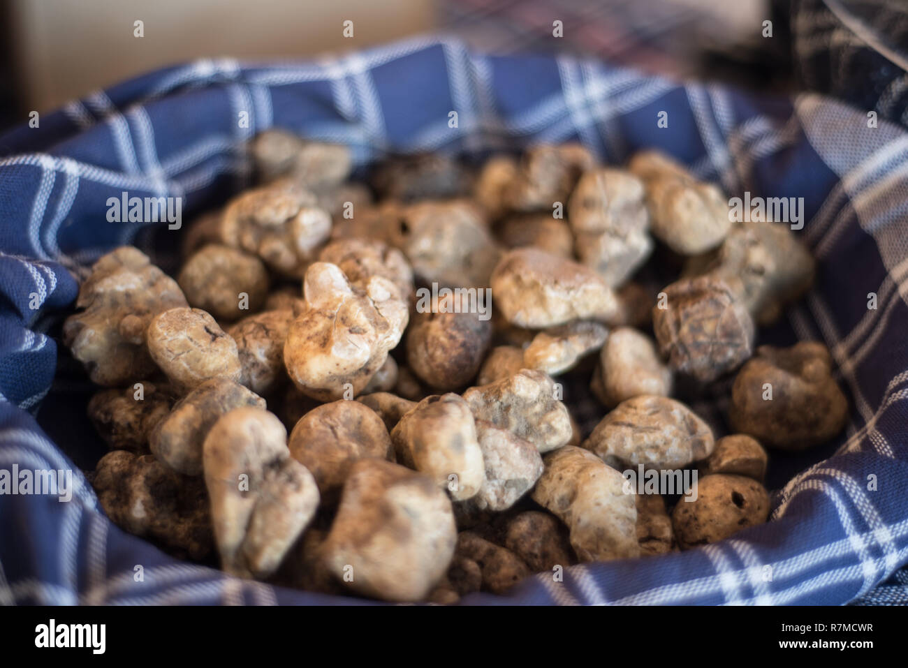 Tuber magnatum pico hi-res stock photography and images - Alamy