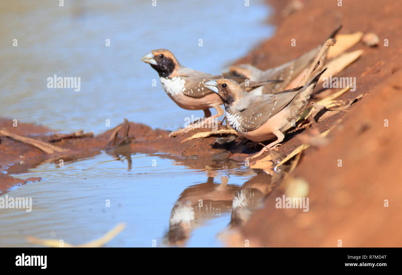 Pictorella mannikin hi-res stock photography and images - Alamy
