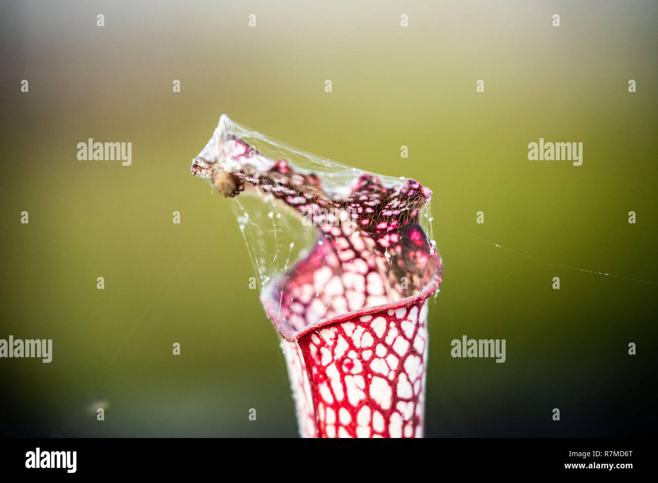 Deadly double trap: a spider web spun around the edges of a carnivorous ...